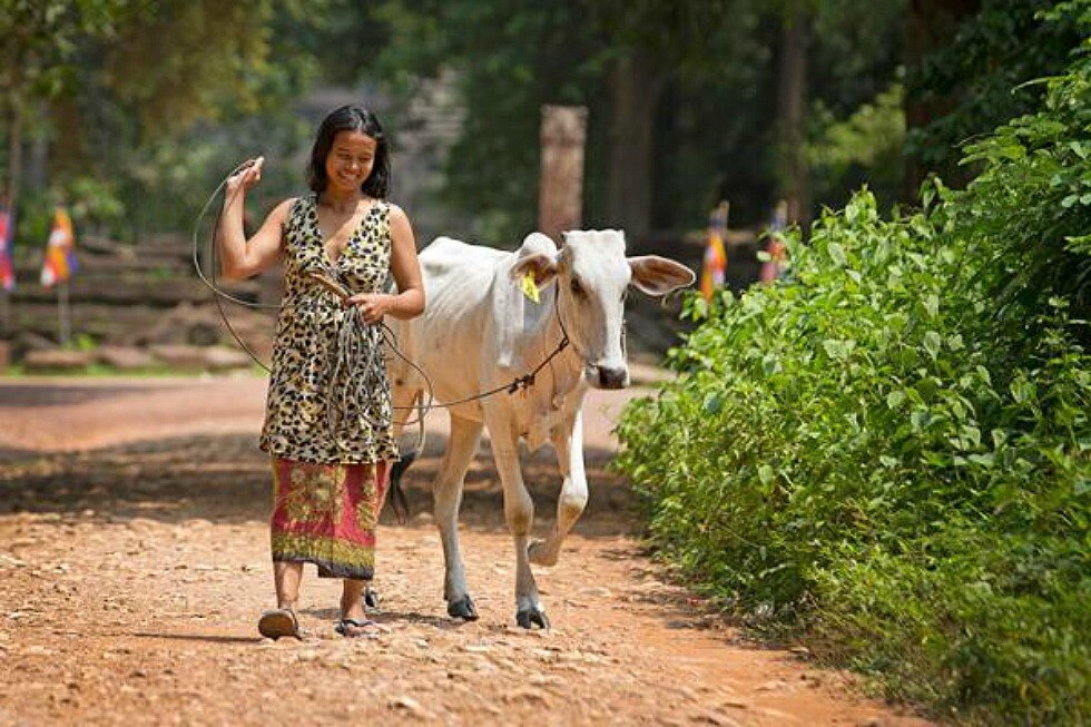 Rising out of poverty: Cambodian cash cows - ABC News