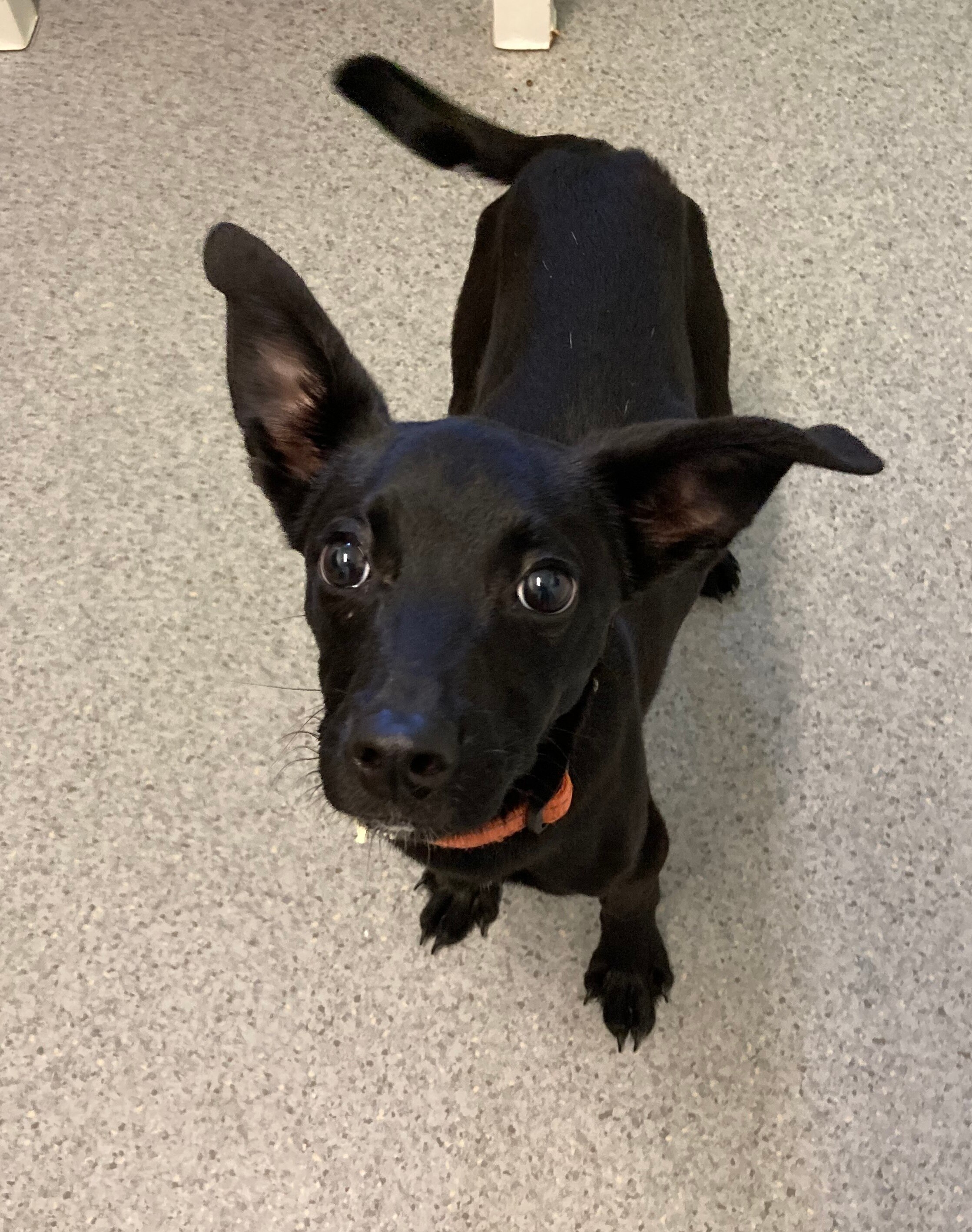 Mount Gambier woman gets suspended sentence after dogs found emaciated ...