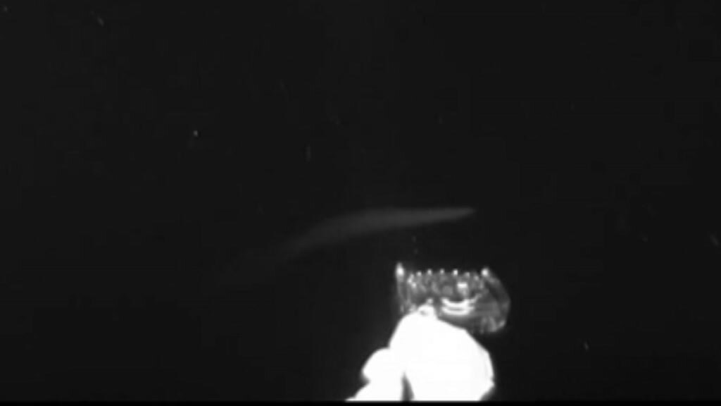 Giant squid filmed attacking a lure 750 metres under the surface of the ...
