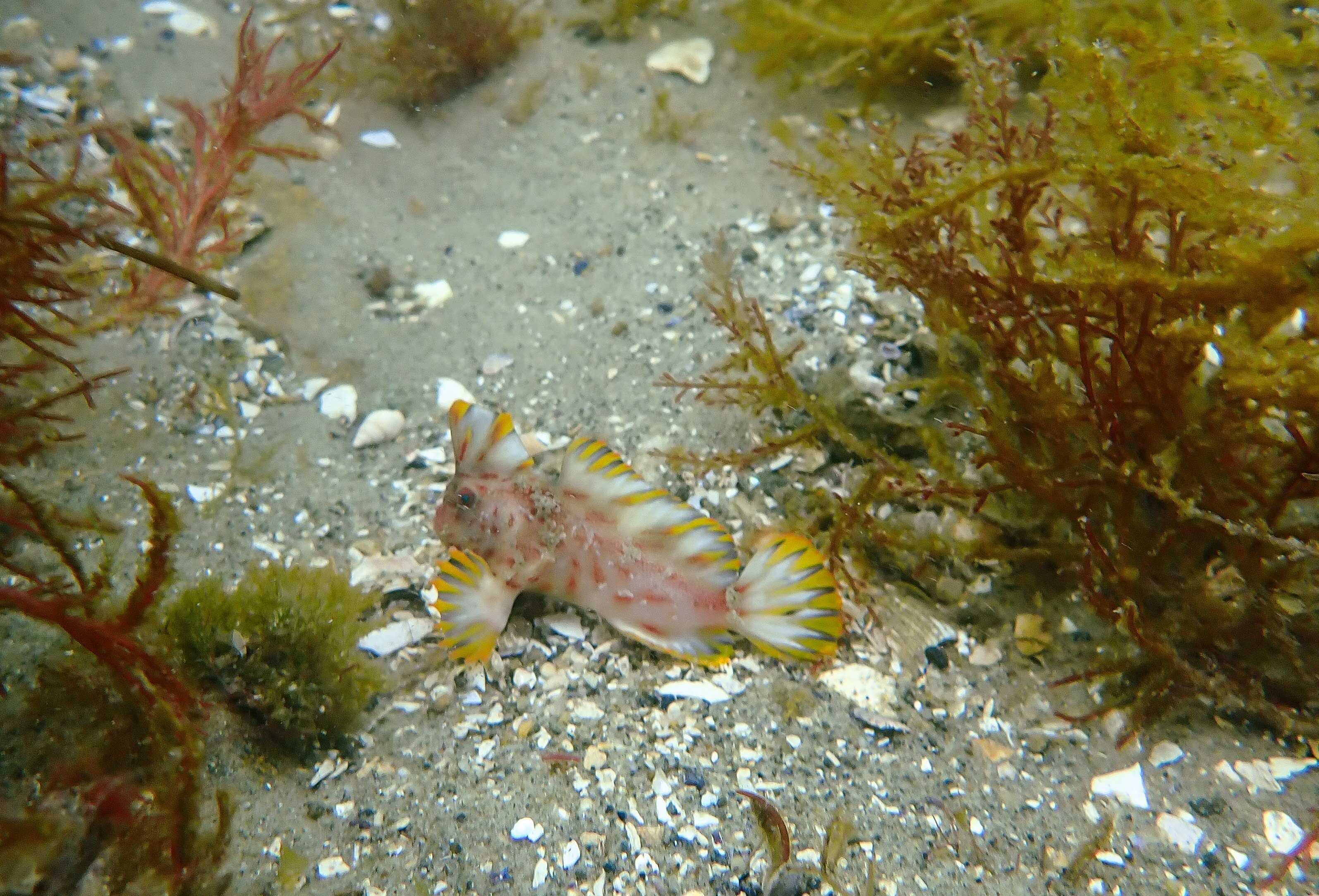 Rare red handfish returned to Tasmanian wild after riding out marine ...