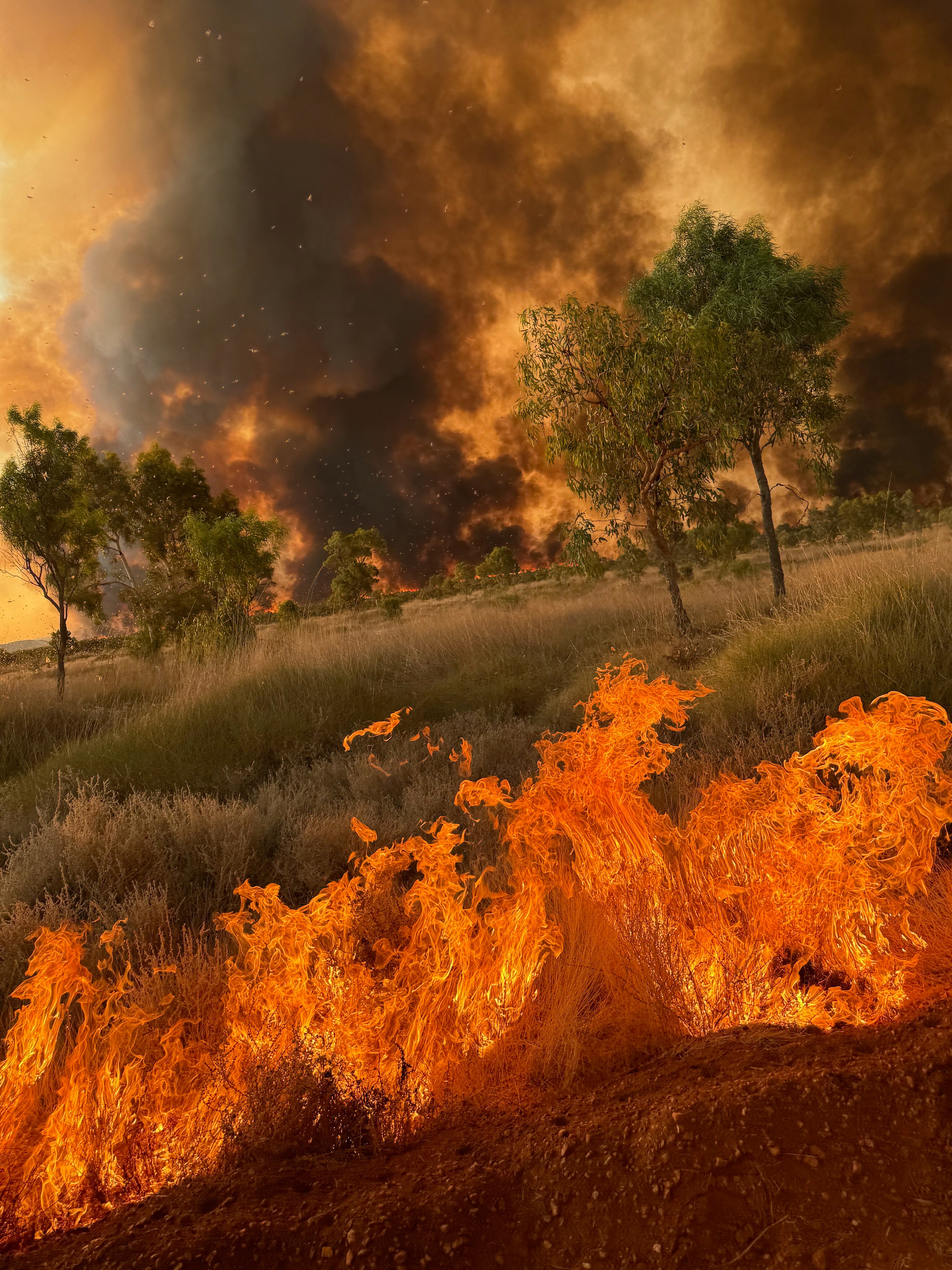 Bushfires - Topic - ABC News