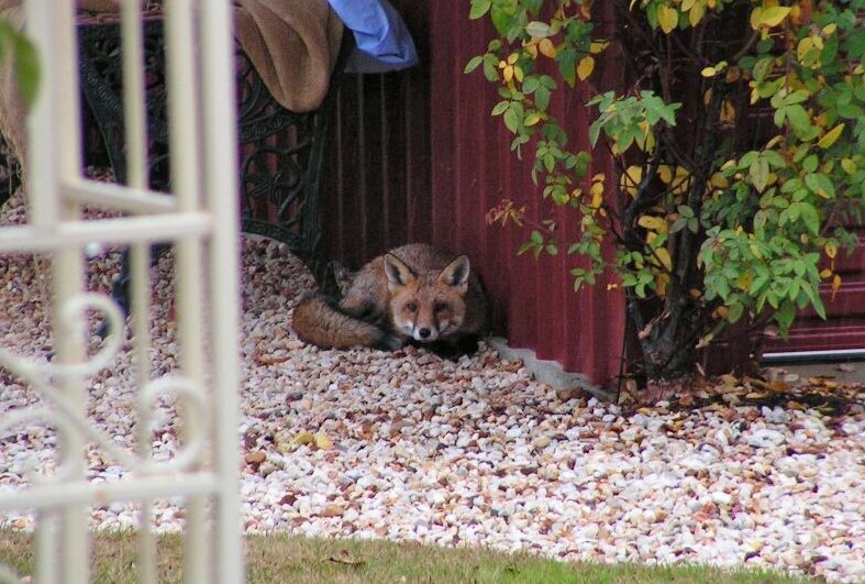 Fox population explosion causing widespread damage in Canberra region ...