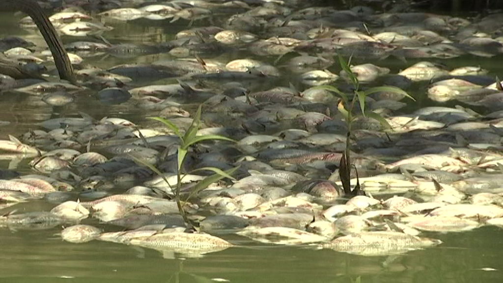 New fish kill discovered at Lake Hume as clean-up crews arrive in ...