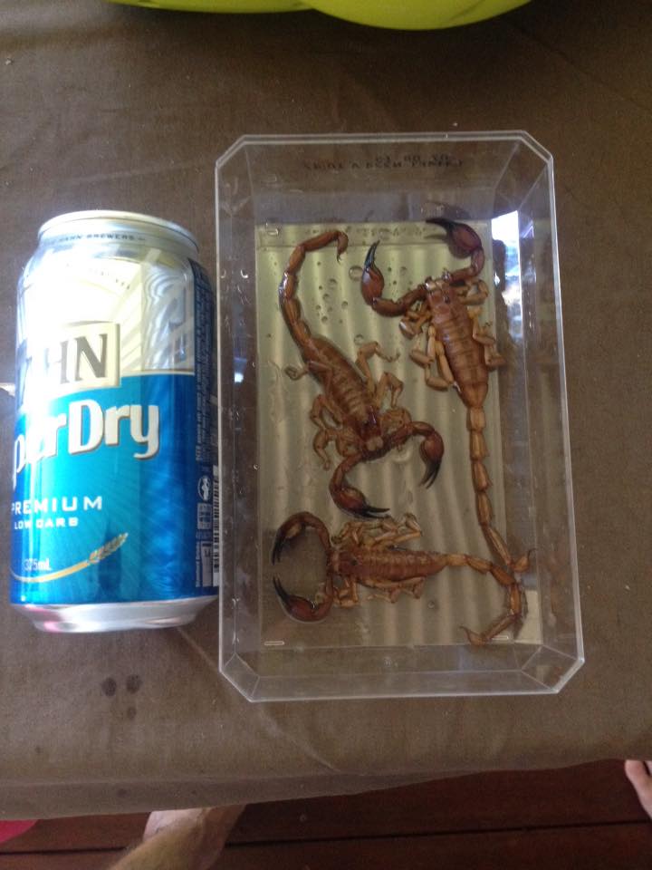 Scorpions on the march in northern Australia are just looking for love ...