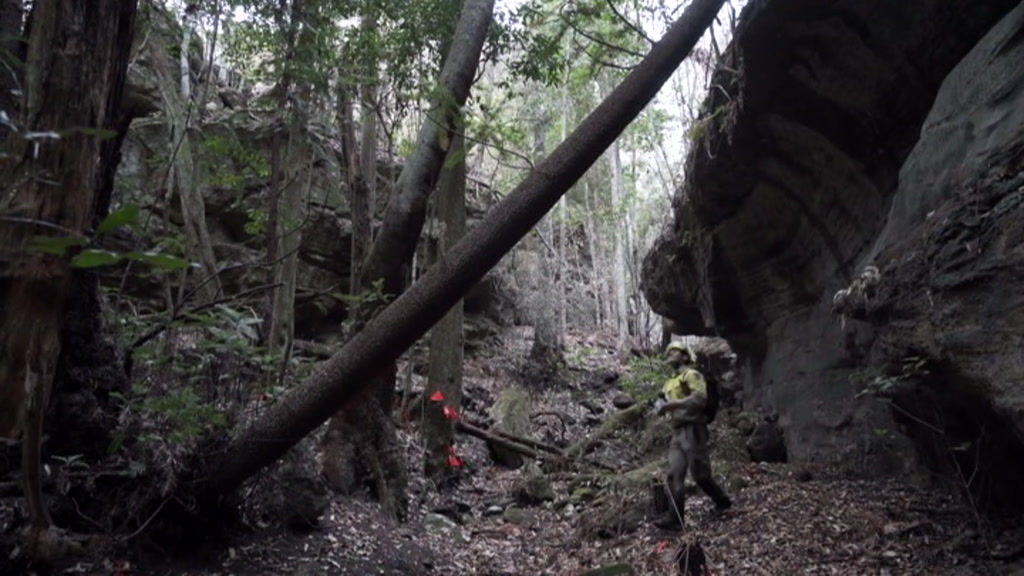 Elite NPWS team helicoptered into save Wollemi Pines from bushfire ...