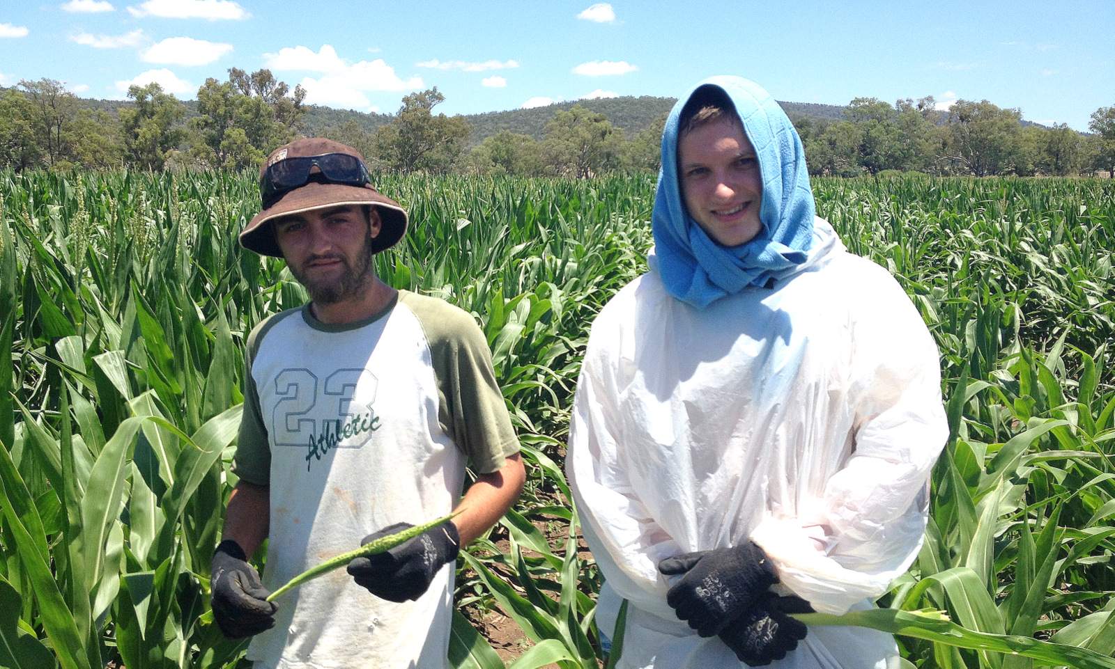 Hard at work taking the tassel out of female seed corn over the ...