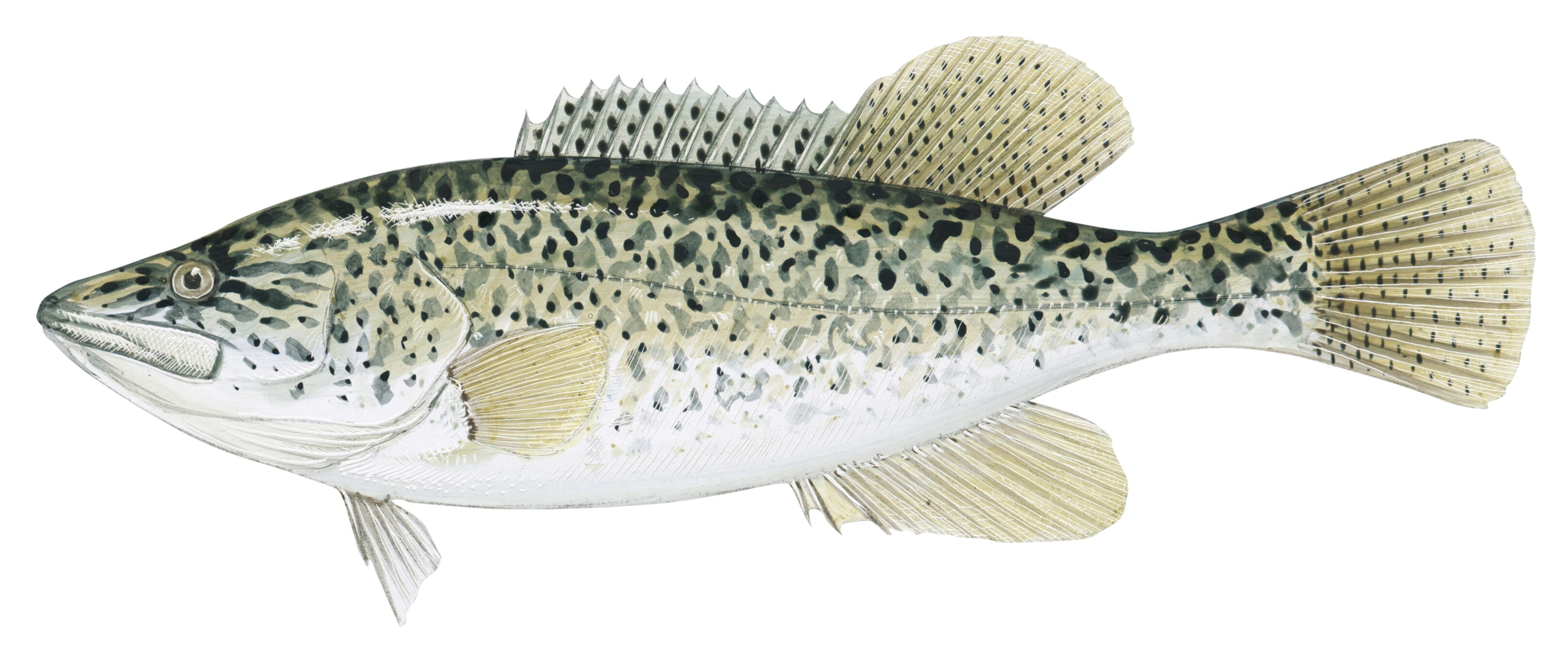 Allan Riverstone McCulloch’s remarkable life - ABC listen