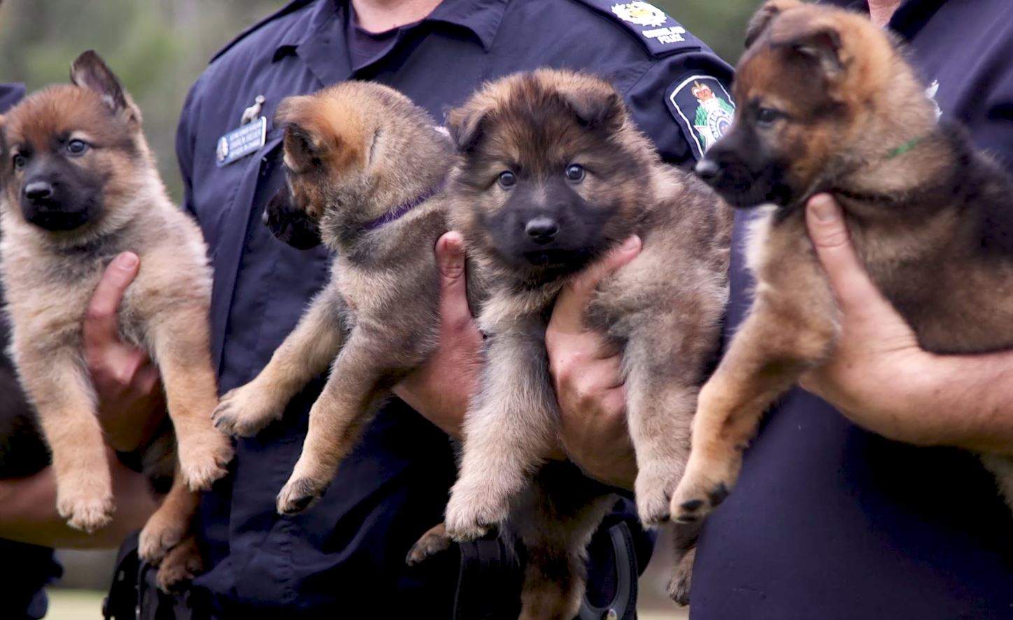 Queensland police recruit public to help name newest dog squad members ...