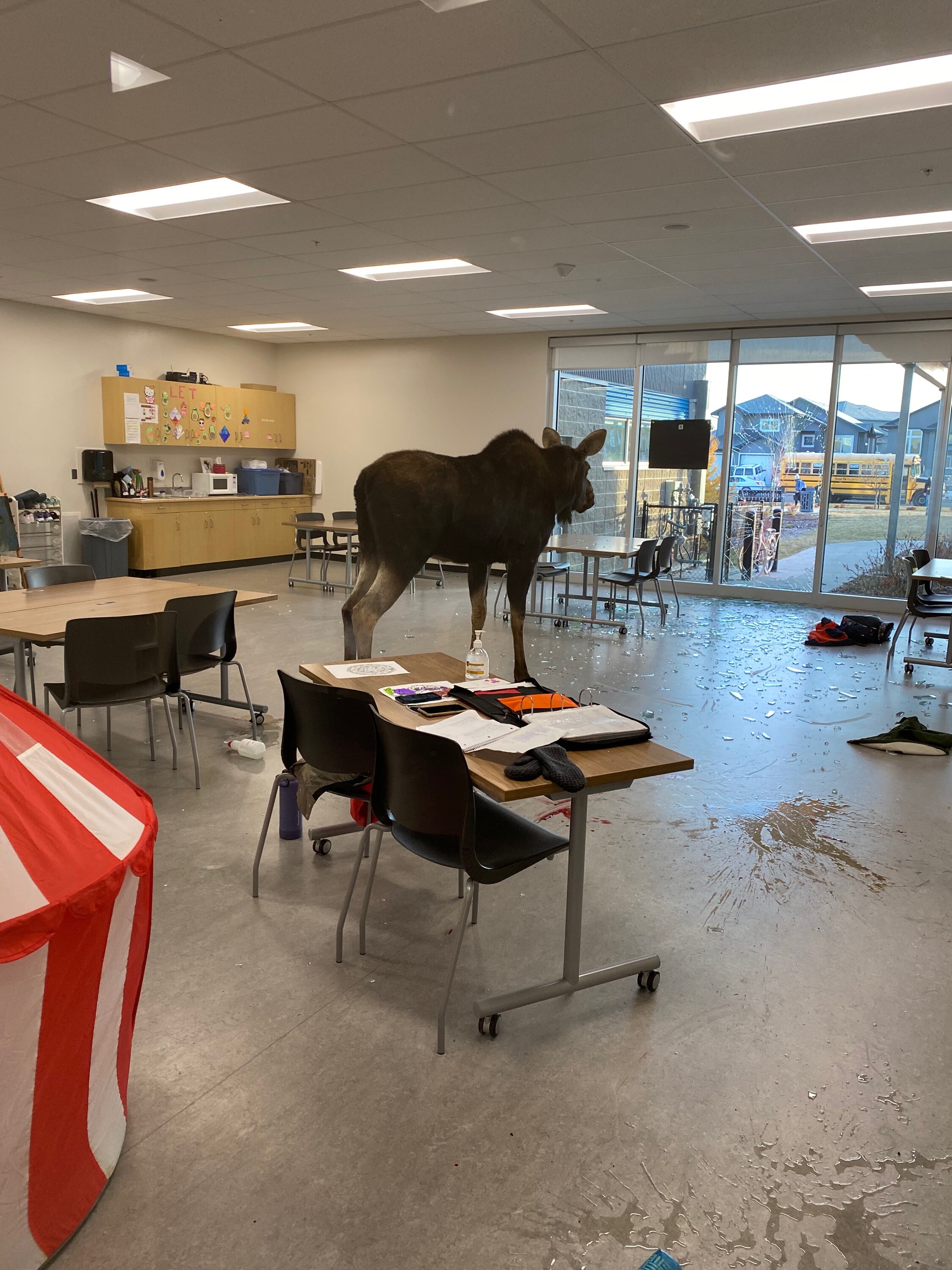 Moose crashes into Canadian classroom before being tranquillised and ...