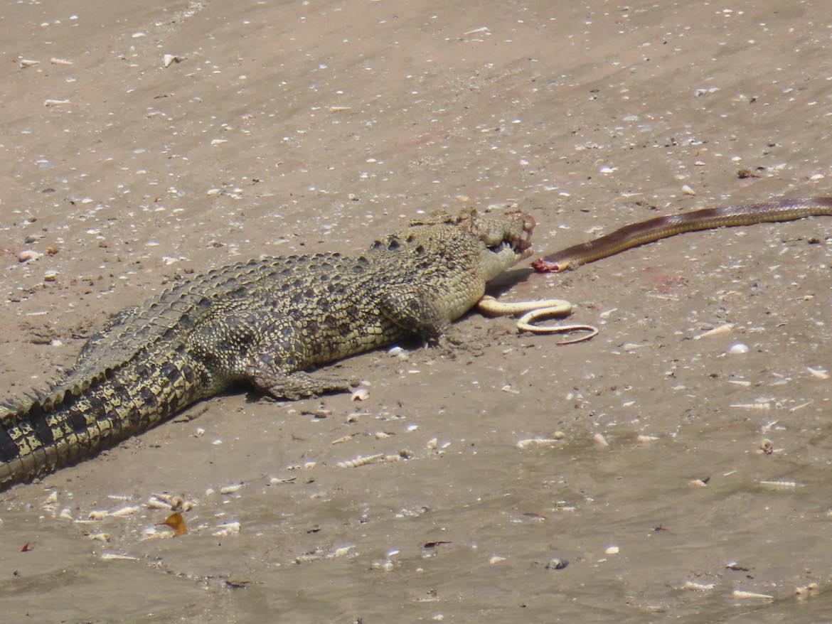 It's a croc eat snake world. - ABC listen