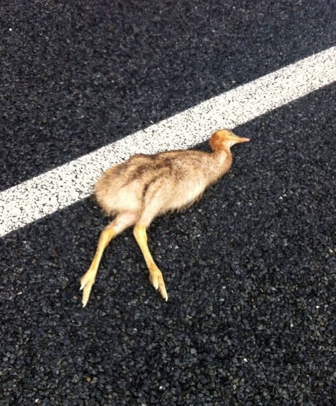 Cassowary tracking devices to be explored near Mission Beach after 20 ...