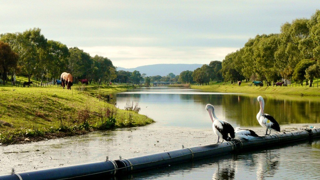 Native fish ladders to help wetlands breeding in River Torrens - ABC News