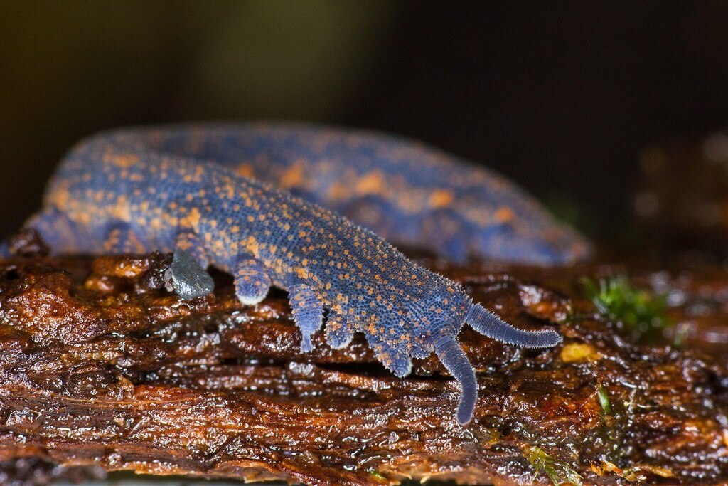The curious velvet worm. - ABC Sydney