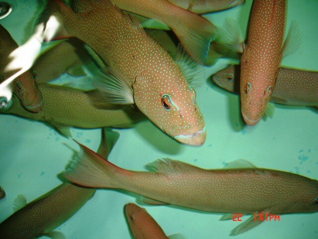 Warmer oceans making fish lethargic - ABC News