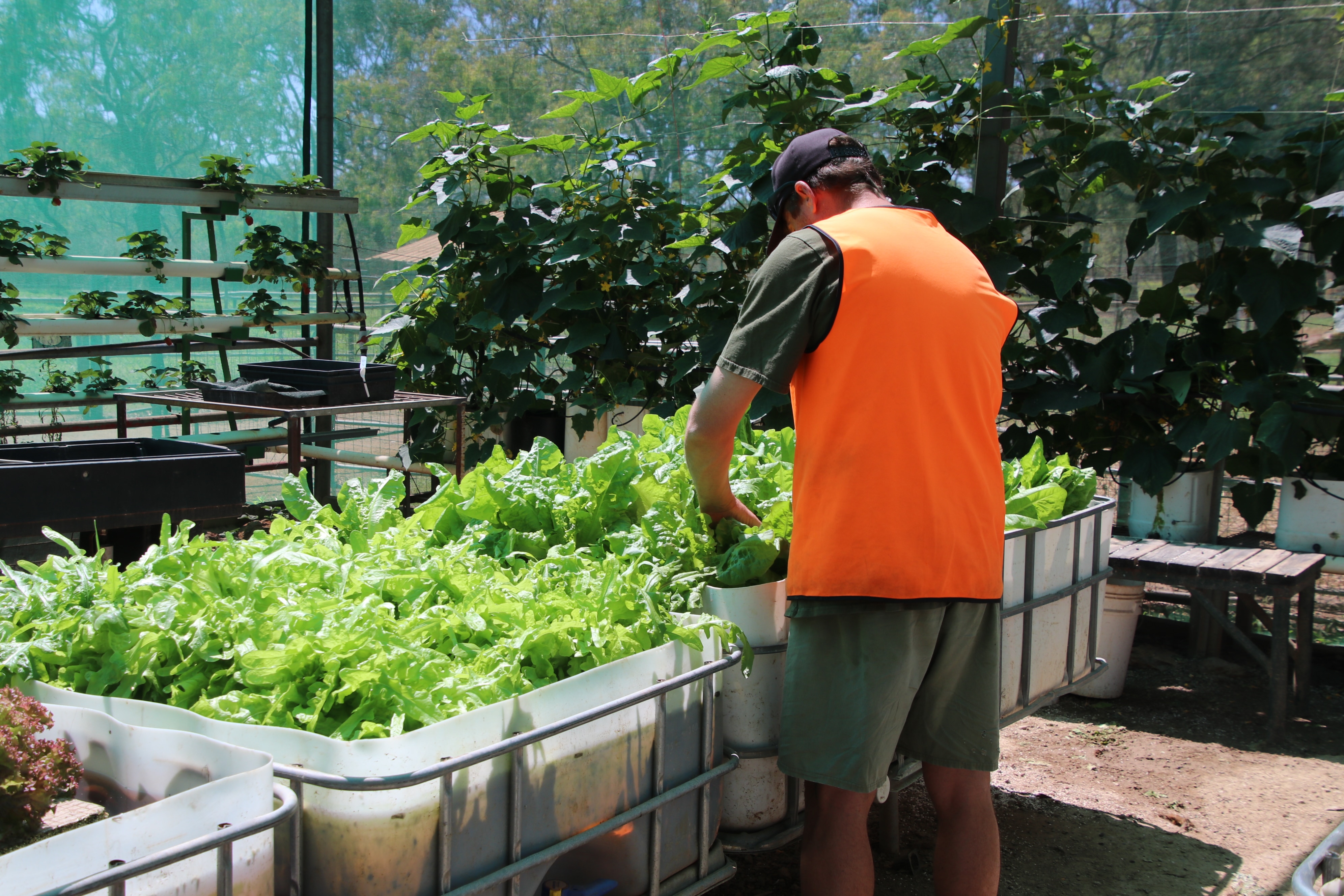 Lotus Glen prison farm gives inmates sense of purpose, agricultural ...