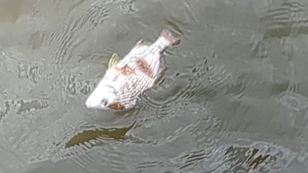 Fish Fungus Scientists Warn That Raw Necrotic Wounds On Living Fish