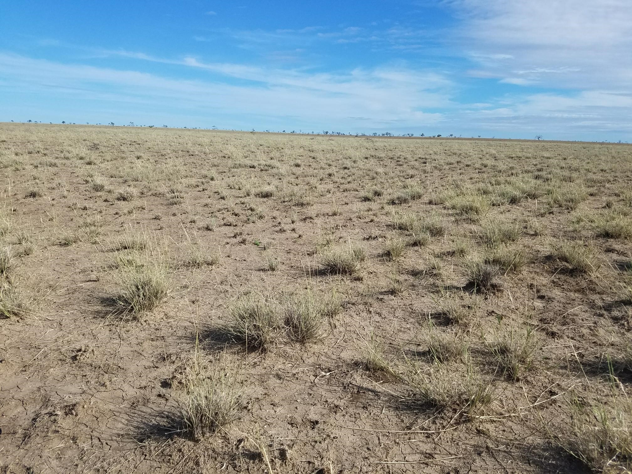 'Phenomenal' feed response after grasshoppers smash western Queensland ...