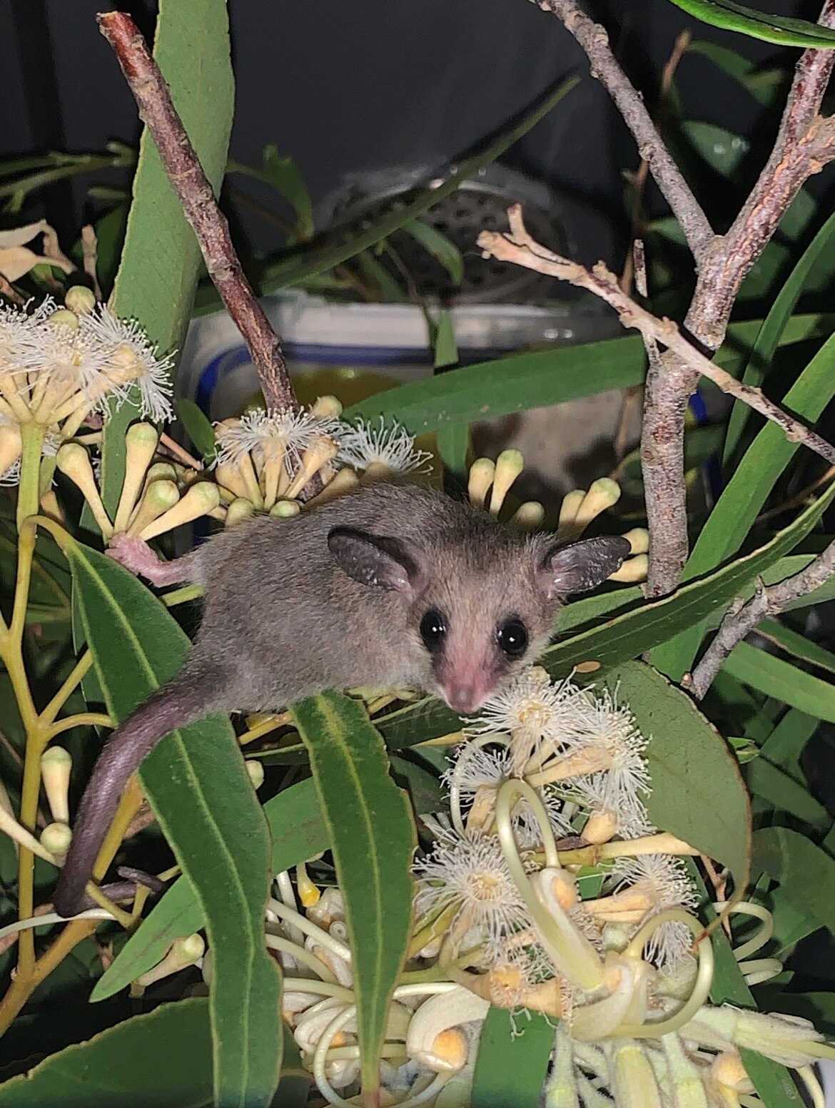 From bulldozer driver to wildlife carer - ABC listen