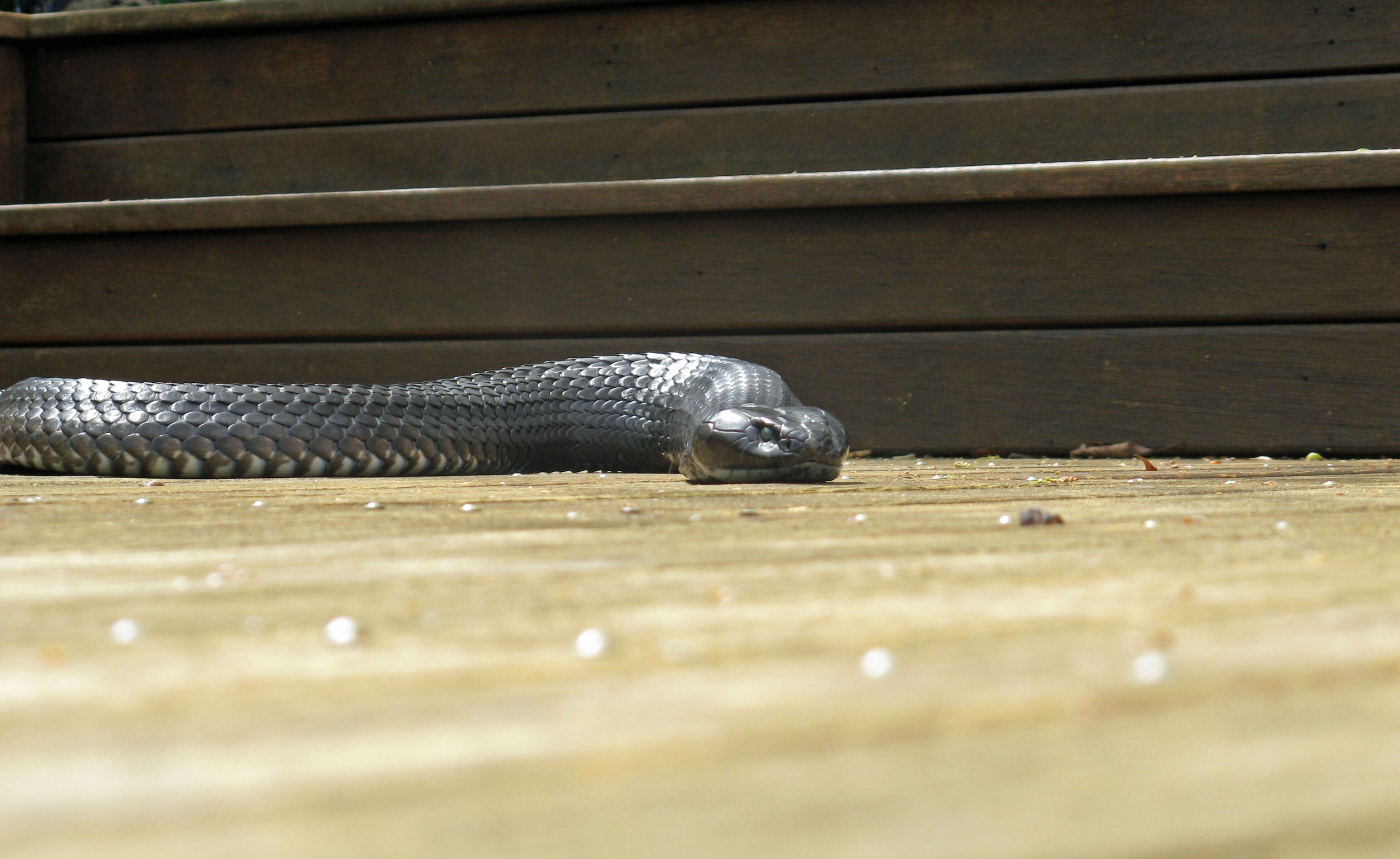 How to be enlightened instead of frightened around snakes - ABC listen