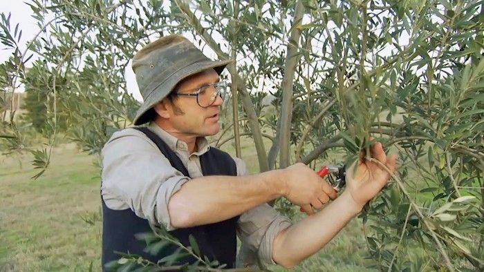 Pruning Olives - Gardening Australia