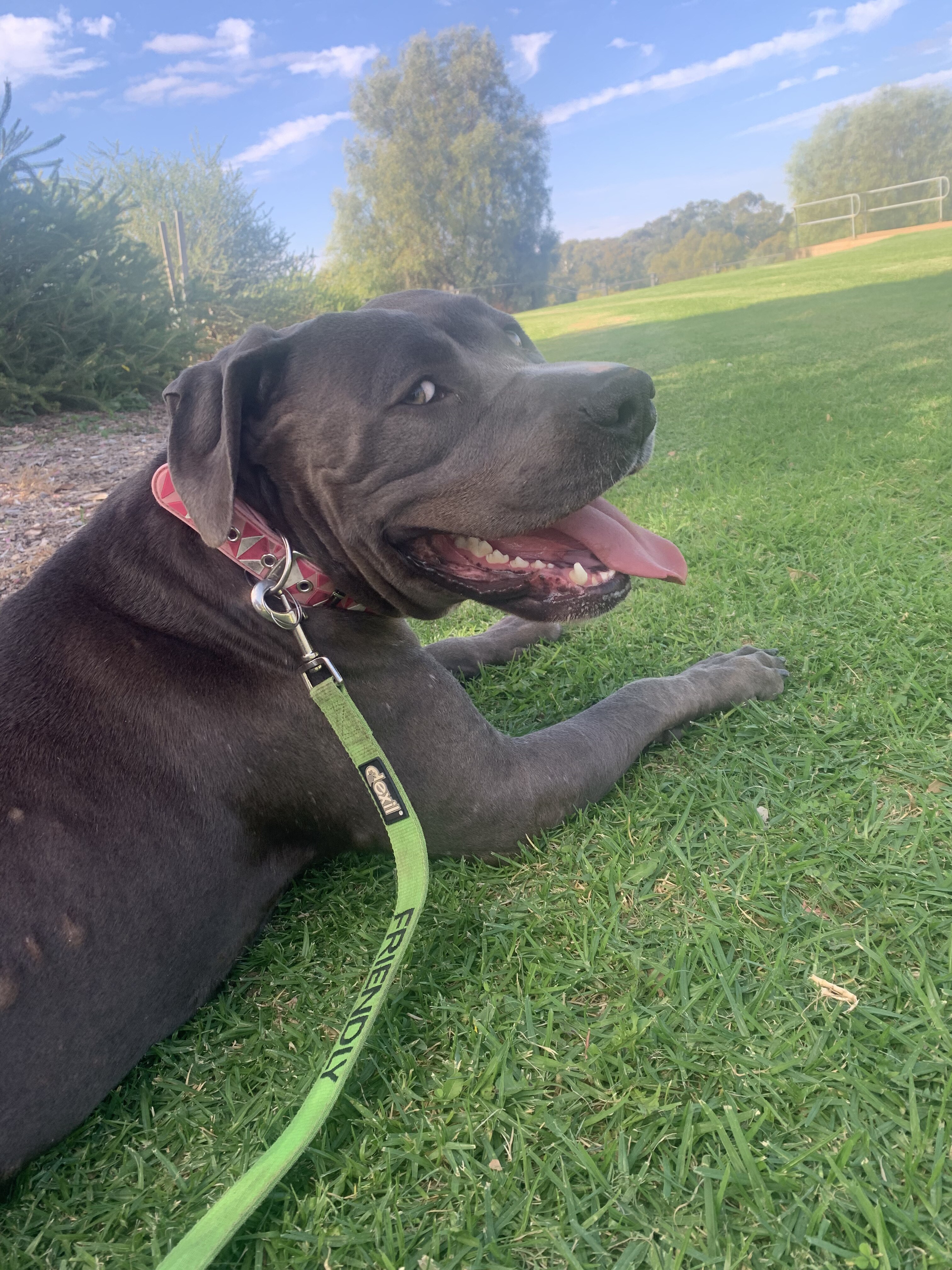 Sunraysia Animal Rehousing Group calls for volunteers to save abandoned ...