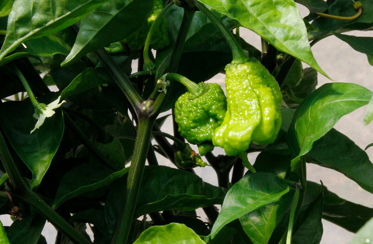 Top End Gardening: the great chilli glut - ABC listen