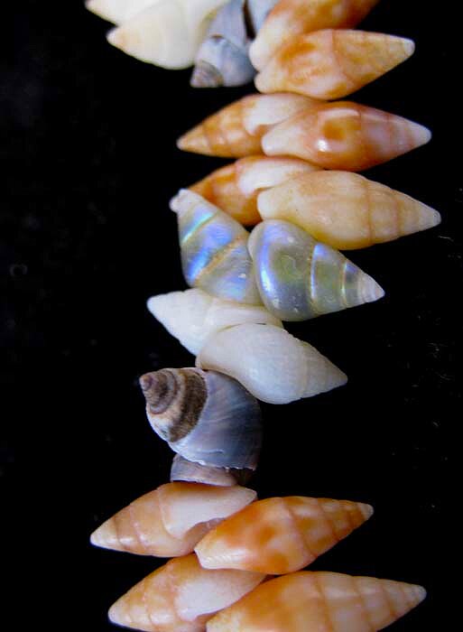 Tasmanian shell artist Lola Greeno - ABC Radio National