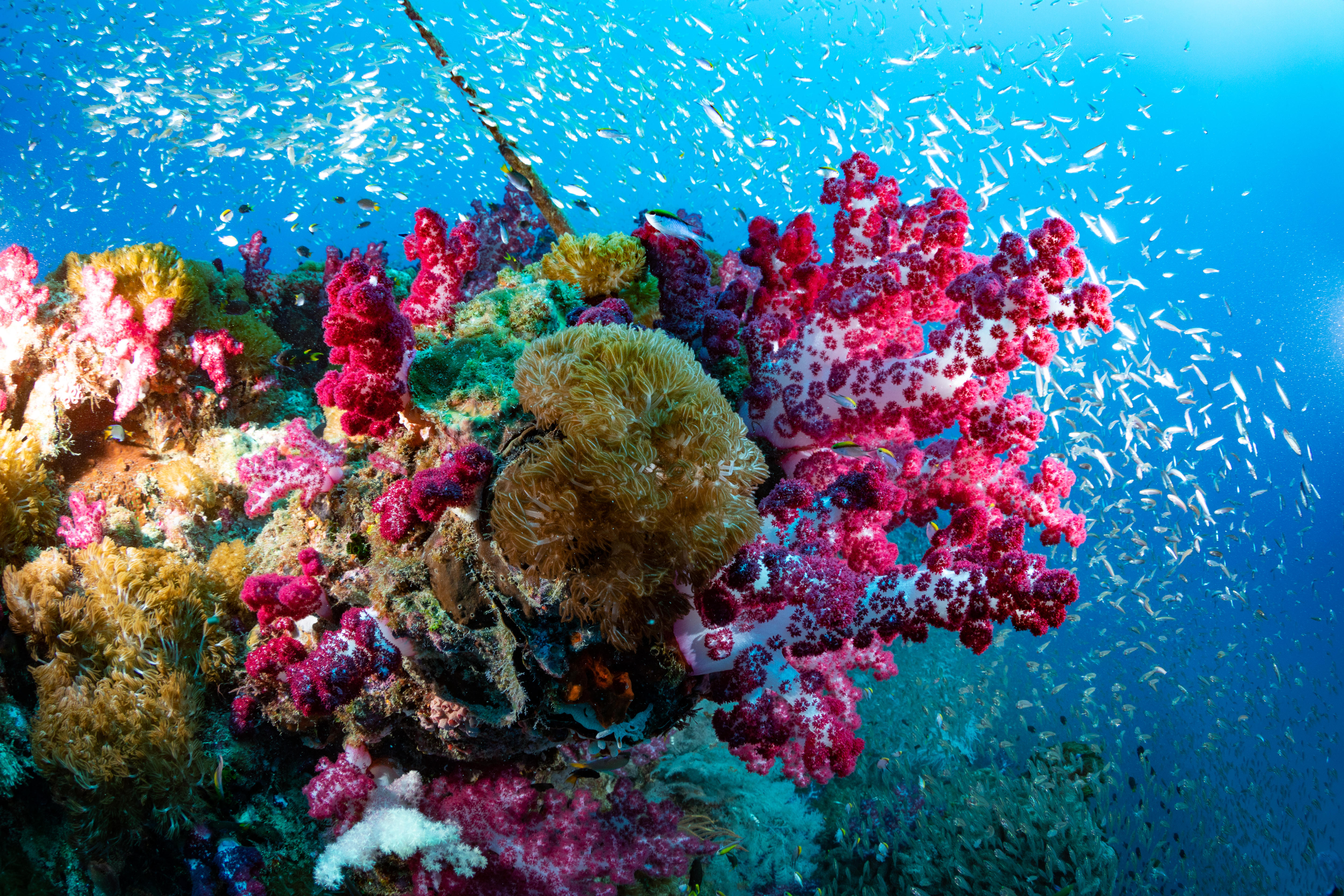 The global fight to protect our reefs - ABC listen