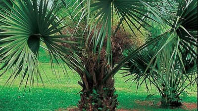 Sabal - Gardening Australia