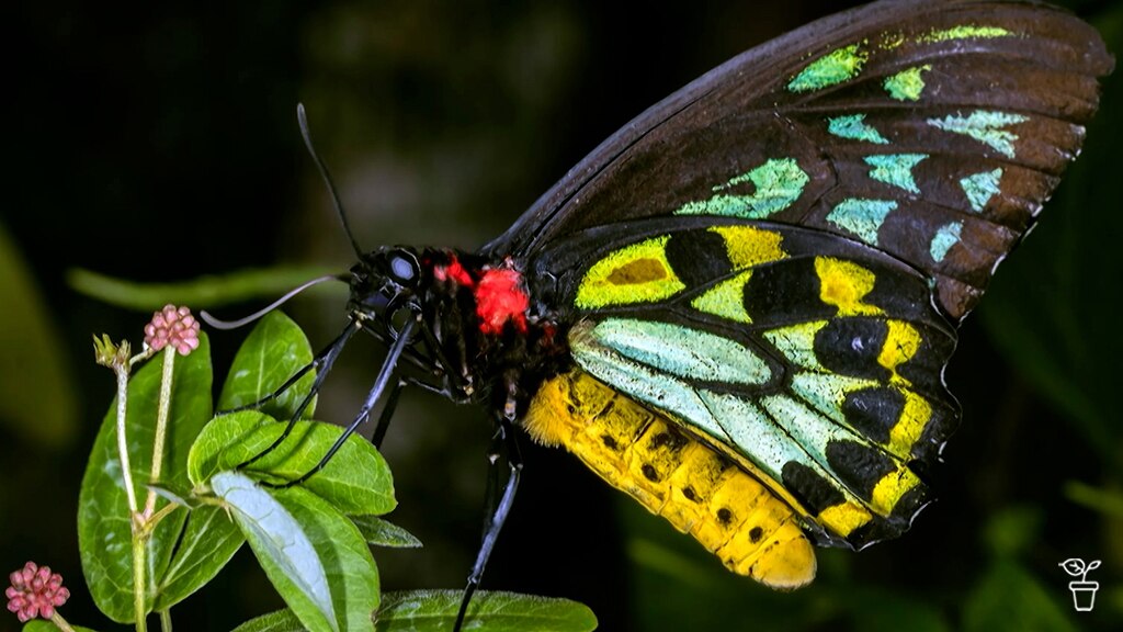Plant Profile | Birdwing Butterfly Vine - Gardening Australia