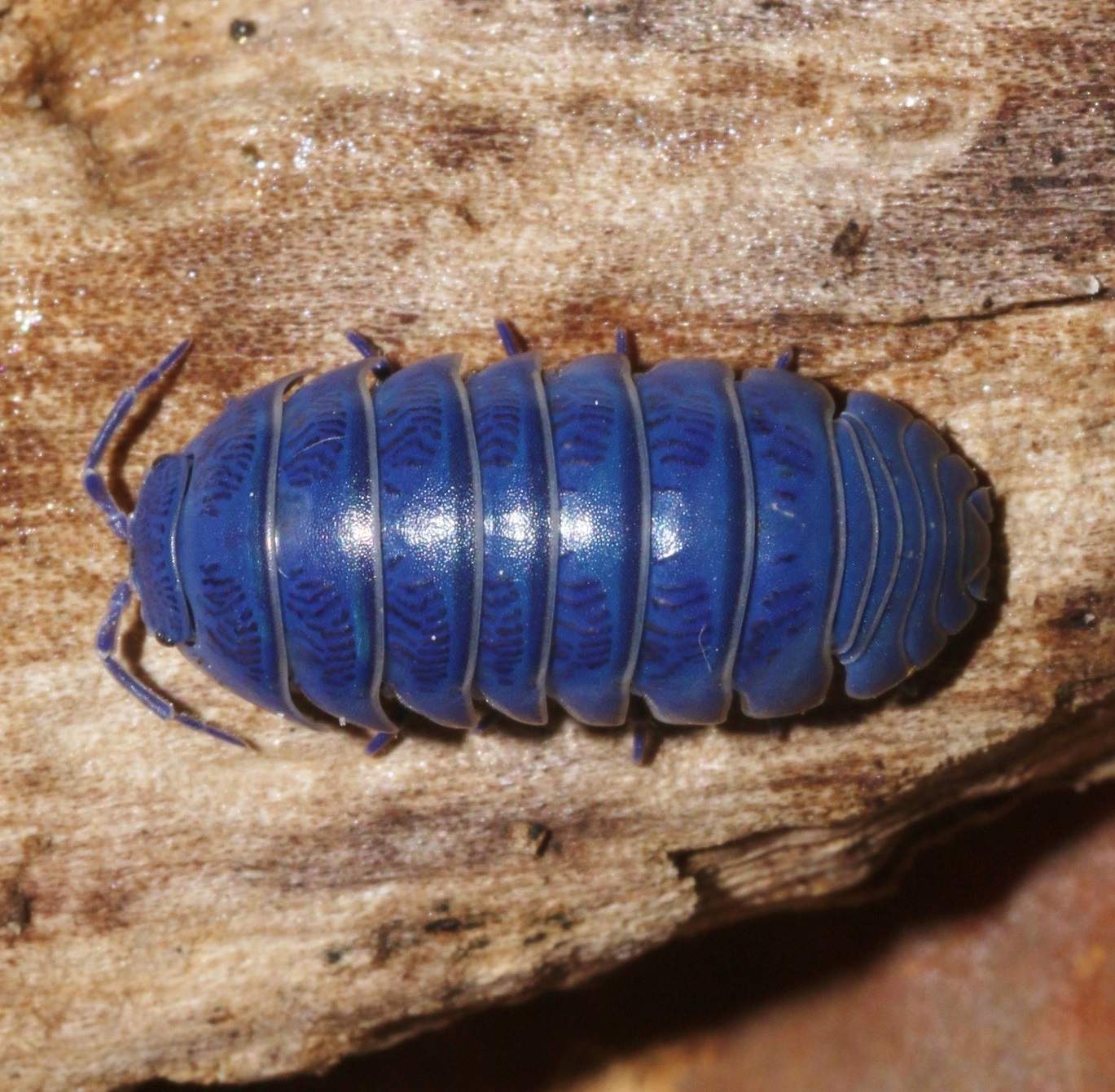 Kongwak Primary School 'citizen scientists' find rare purple slater ...