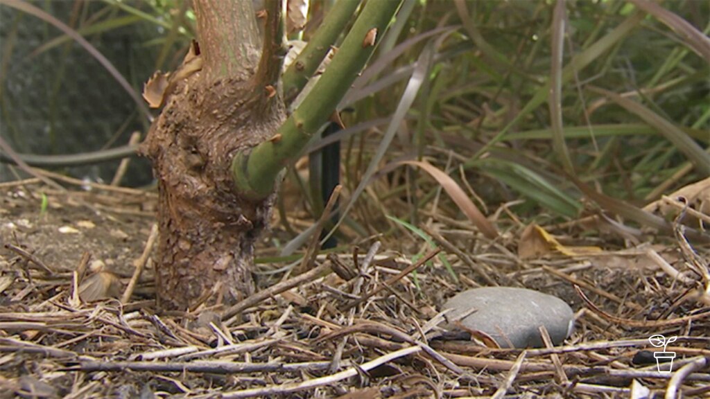 Pebble Plant Labels - Gardening Australia