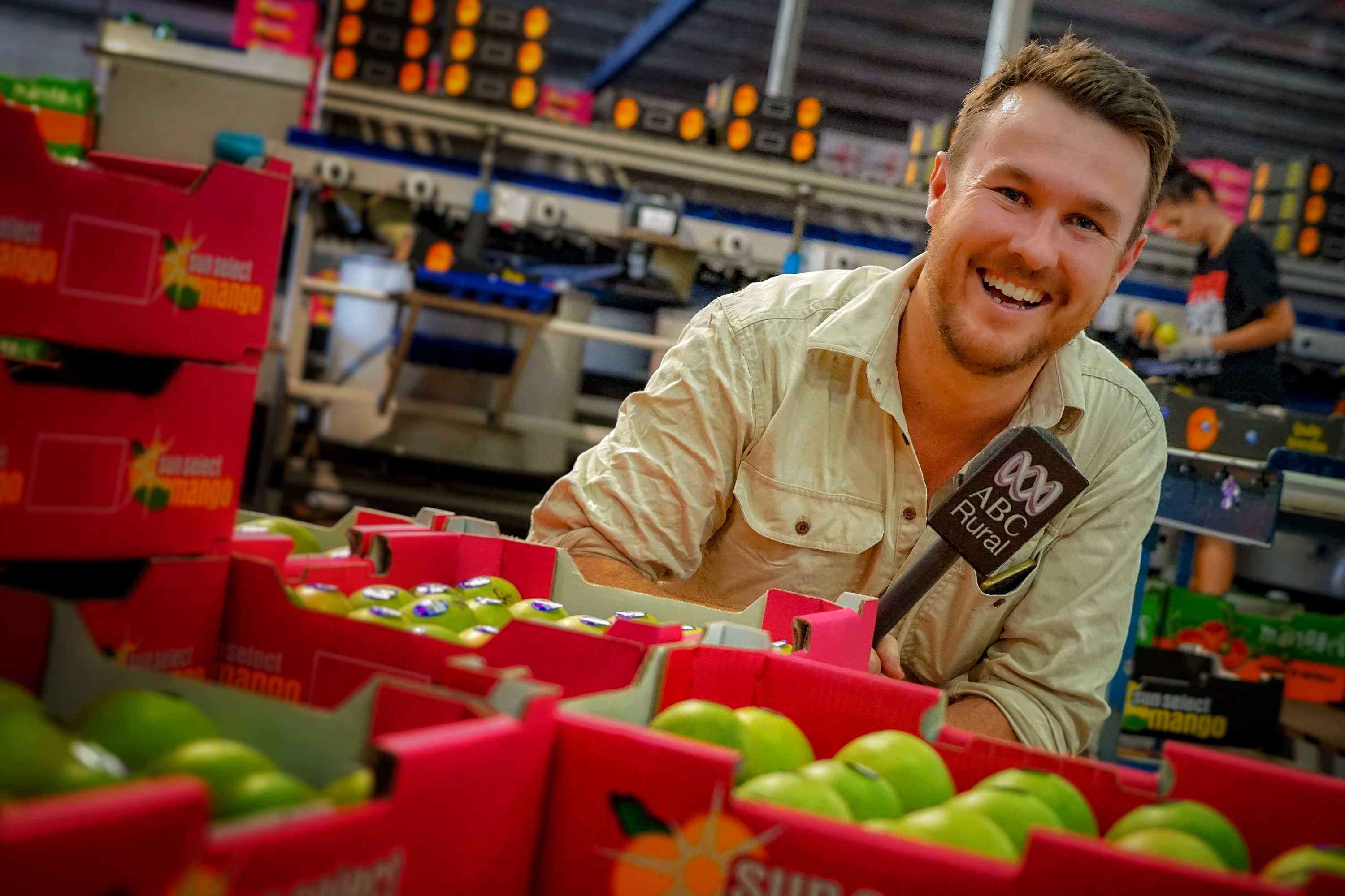 Mango season heats up in Northern Territory as thousands of trays head ...
