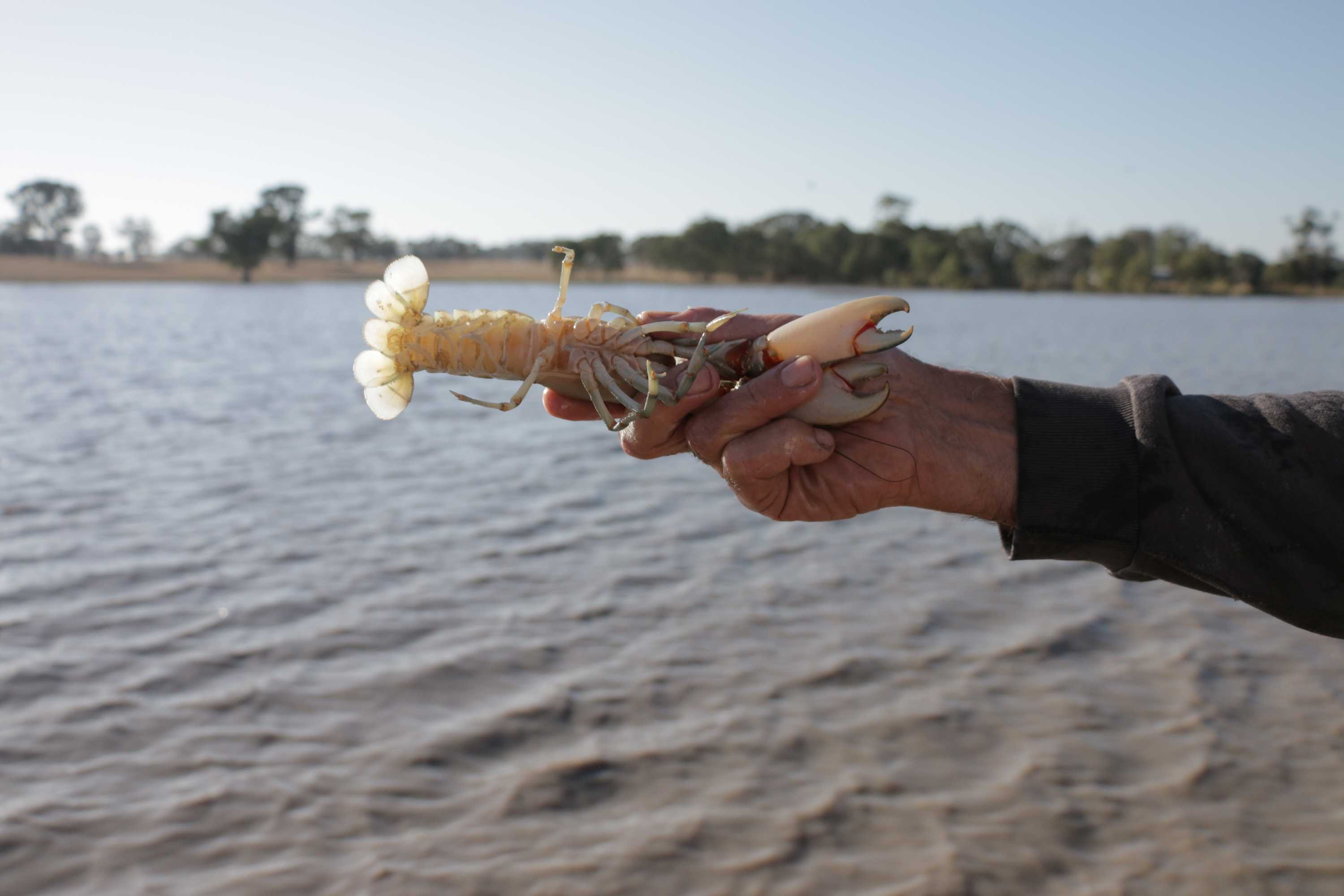 Yabbies back in abundance for western Victoria farmer after drought ...