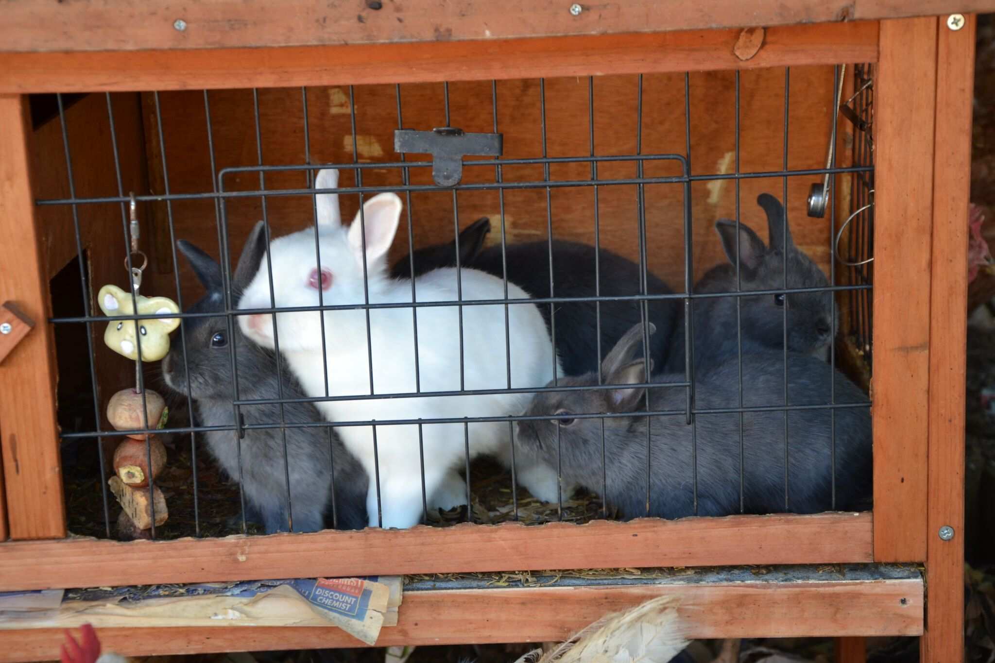 Chickens euthanased after hundreds of poultry, rabbits rescued from ...