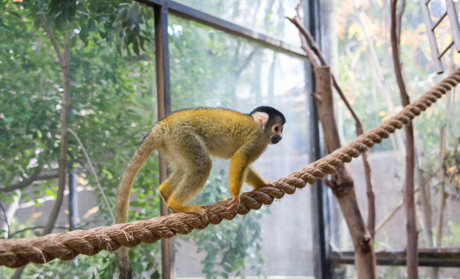 Cheeky Bolivian squirrel monkeys move into Canberra zoo - ABC News