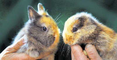 Earless celebrity rabbit squashed to death - ABC News