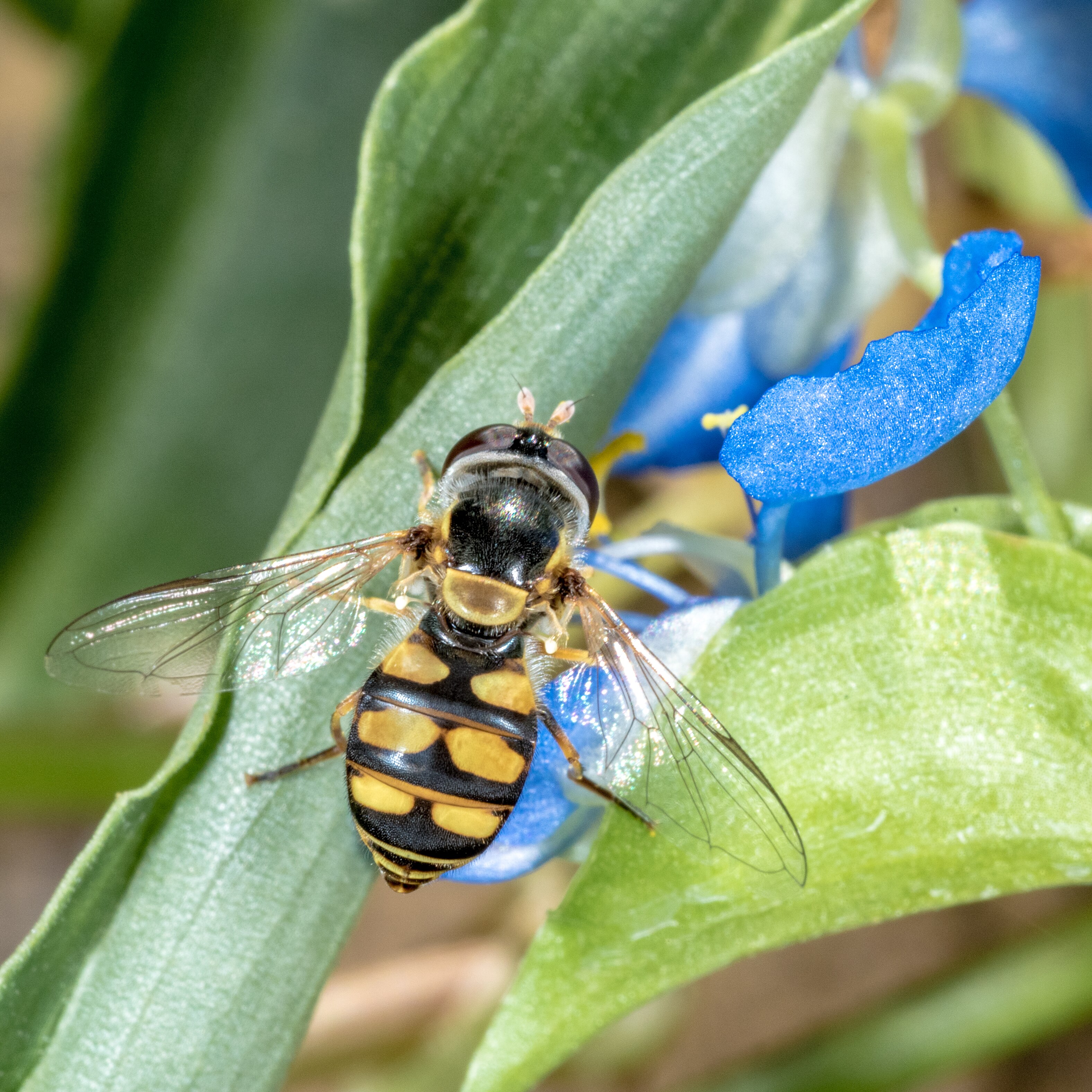 A spotter's guide to Australian flies and their 'great' deeds despite a ...