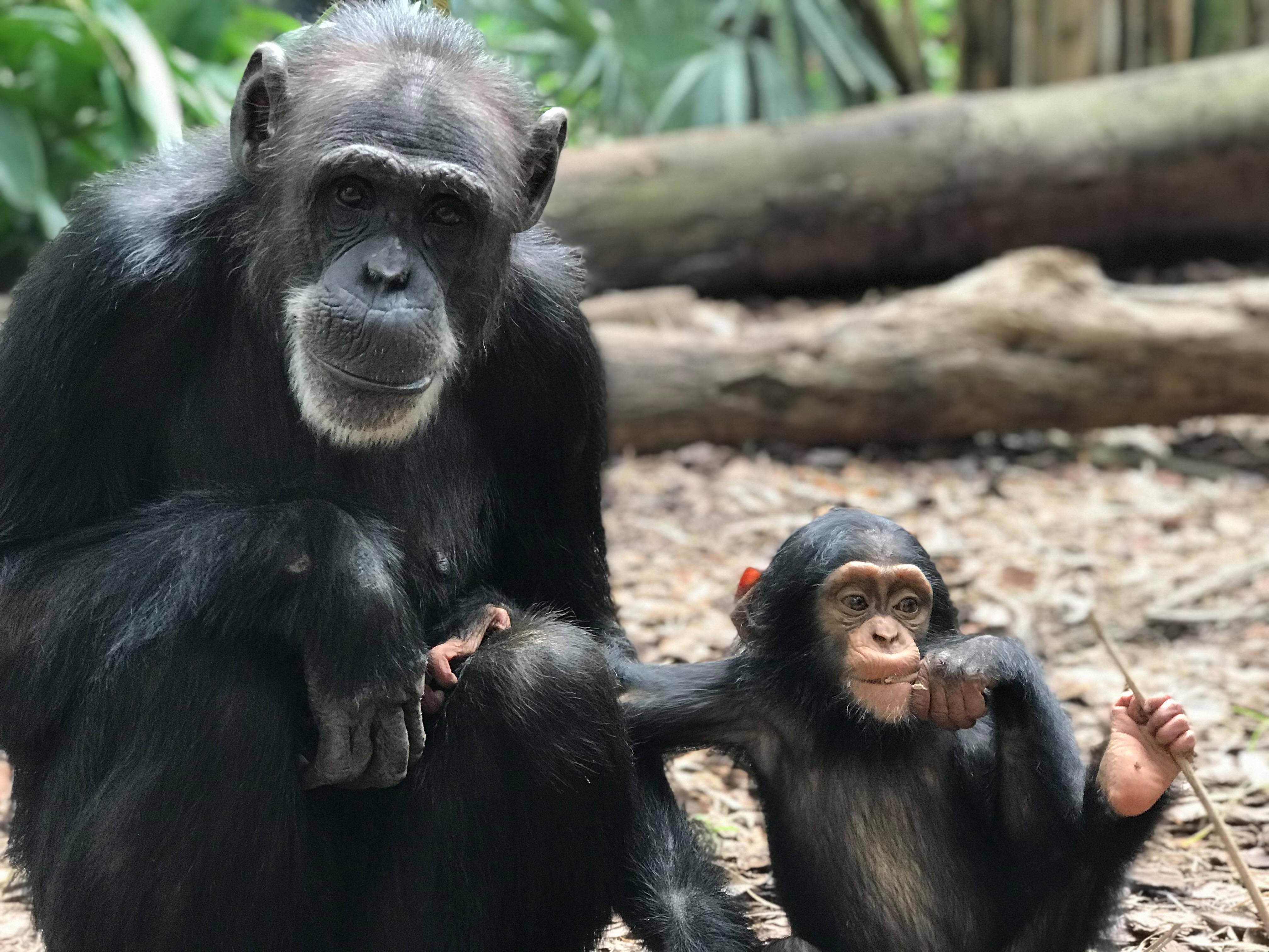 Rockhampton Zoo staff, chimpanzee troop mourn sudden death of Holly ...
