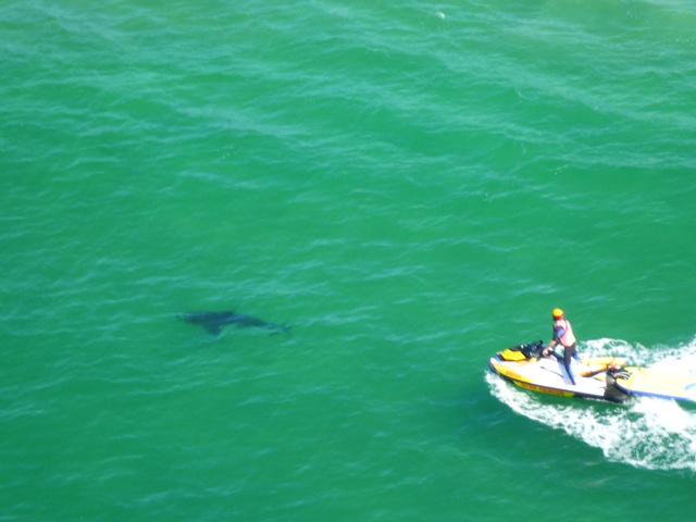 Shark spotters to fly over Byron beaches this summer - ABC News