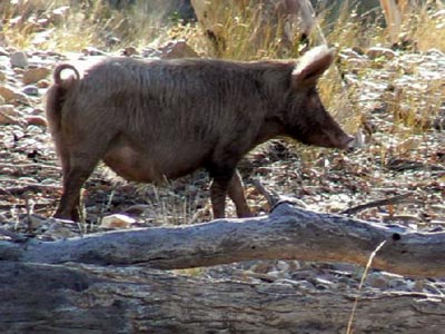 Feral pig control in Central Australia - ABC News