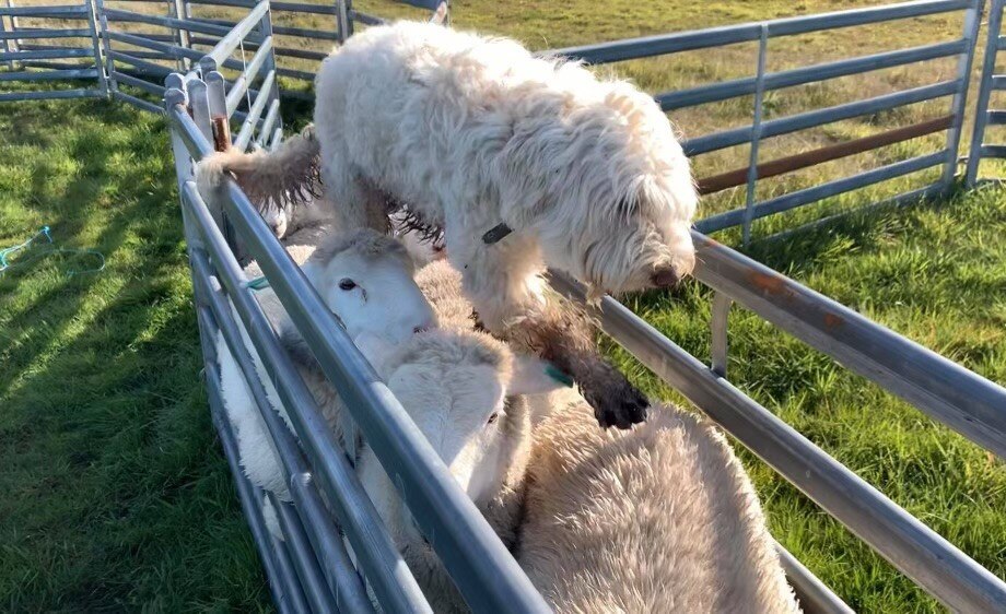 How the Smithfield dog breed went from London meat markets to working ...