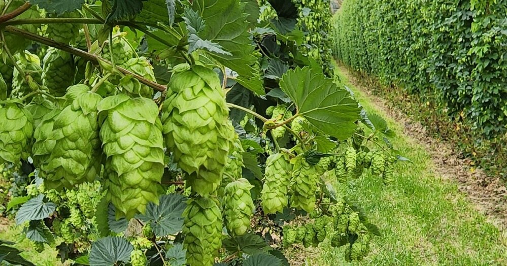 The Hop Harvest finally underway - ABC listen