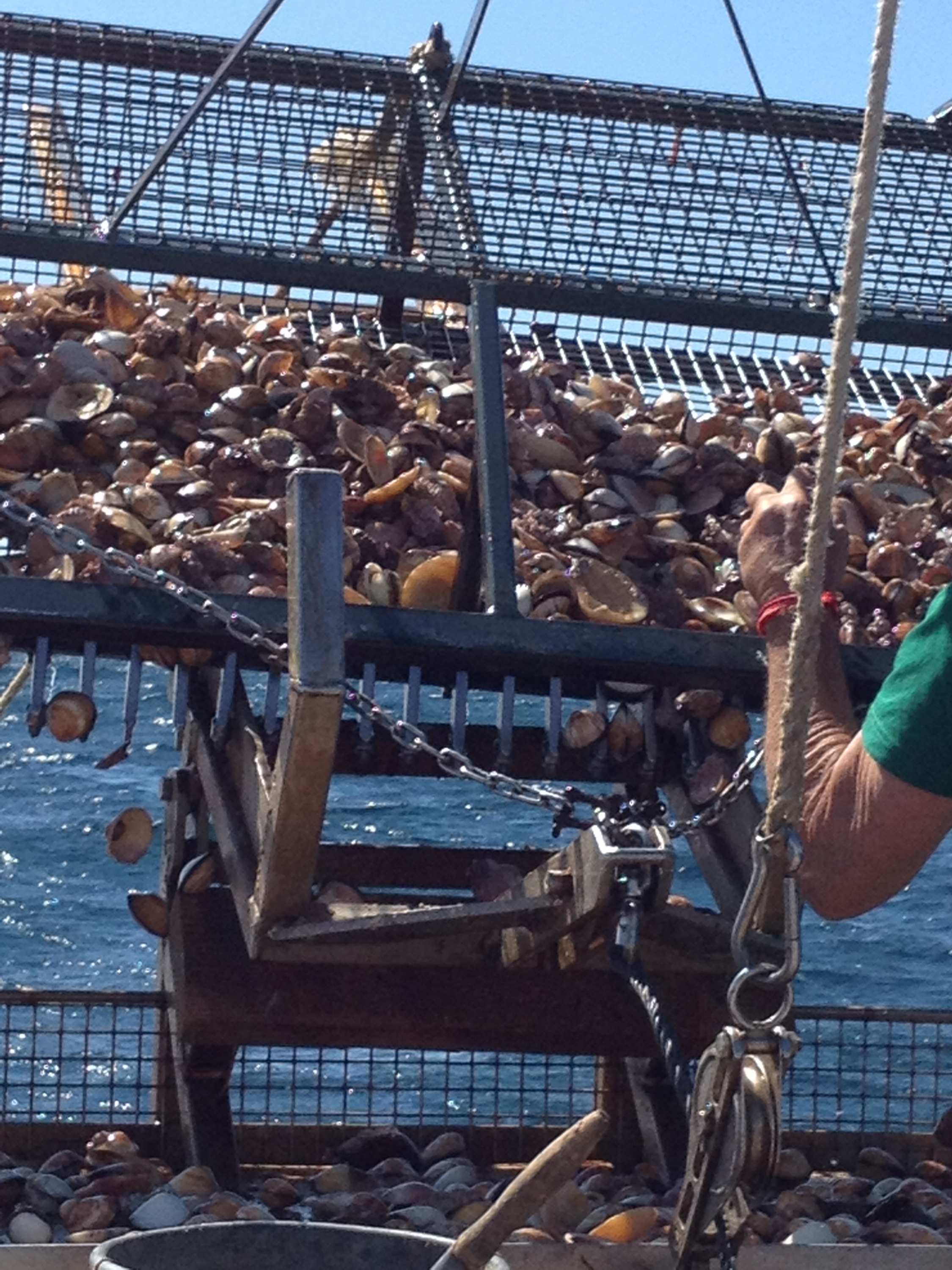 Tracking cockle shells behaviour with nail polish while harvesting them ...