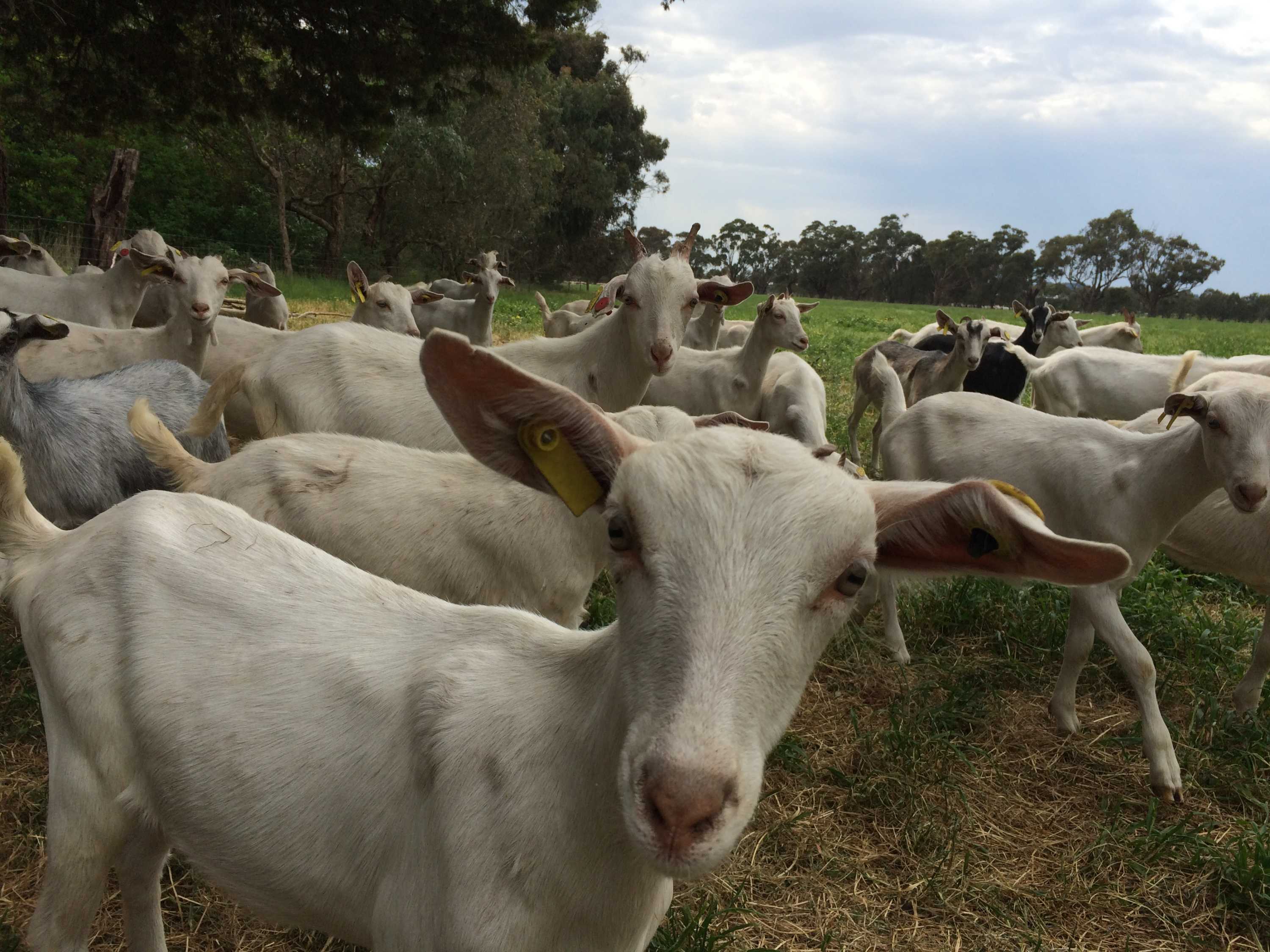 Q fever: Goat dairy farmer developing Australian vaccine as 'endemic ...