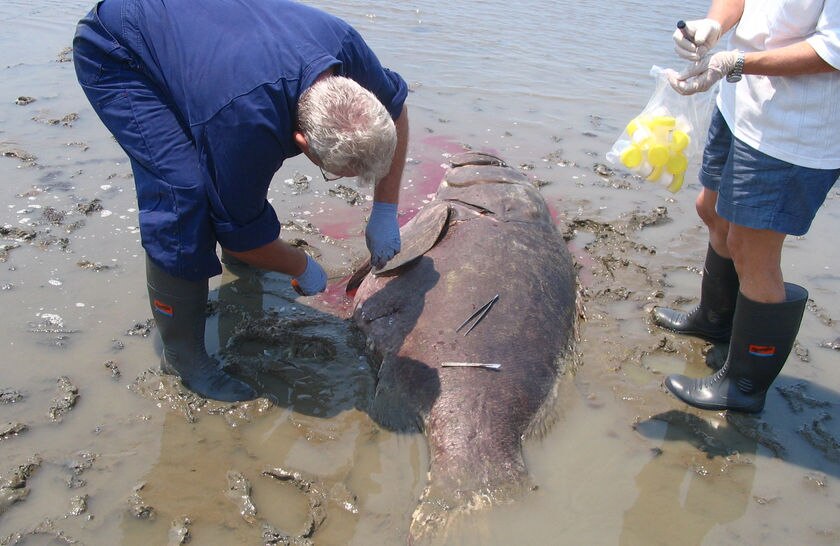 Giant groper swallows turtle - ABC News