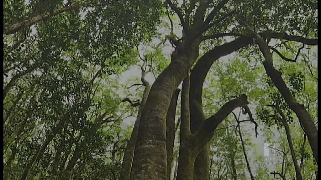 Forest exhibition shown in Sydney - ABC News