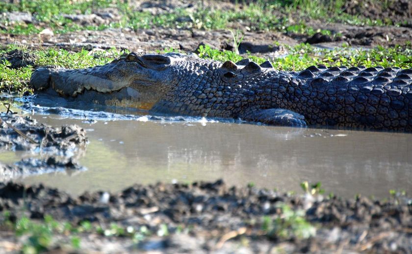 East Timor trains crocodile taskforce - ABC News