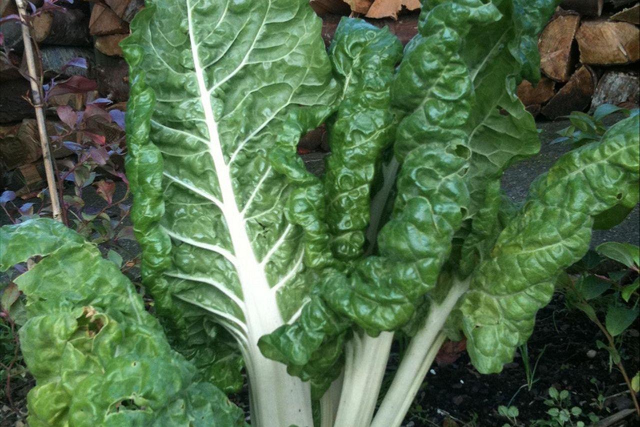 Vince Garreffa's Silverbeet Parcels - ABC News