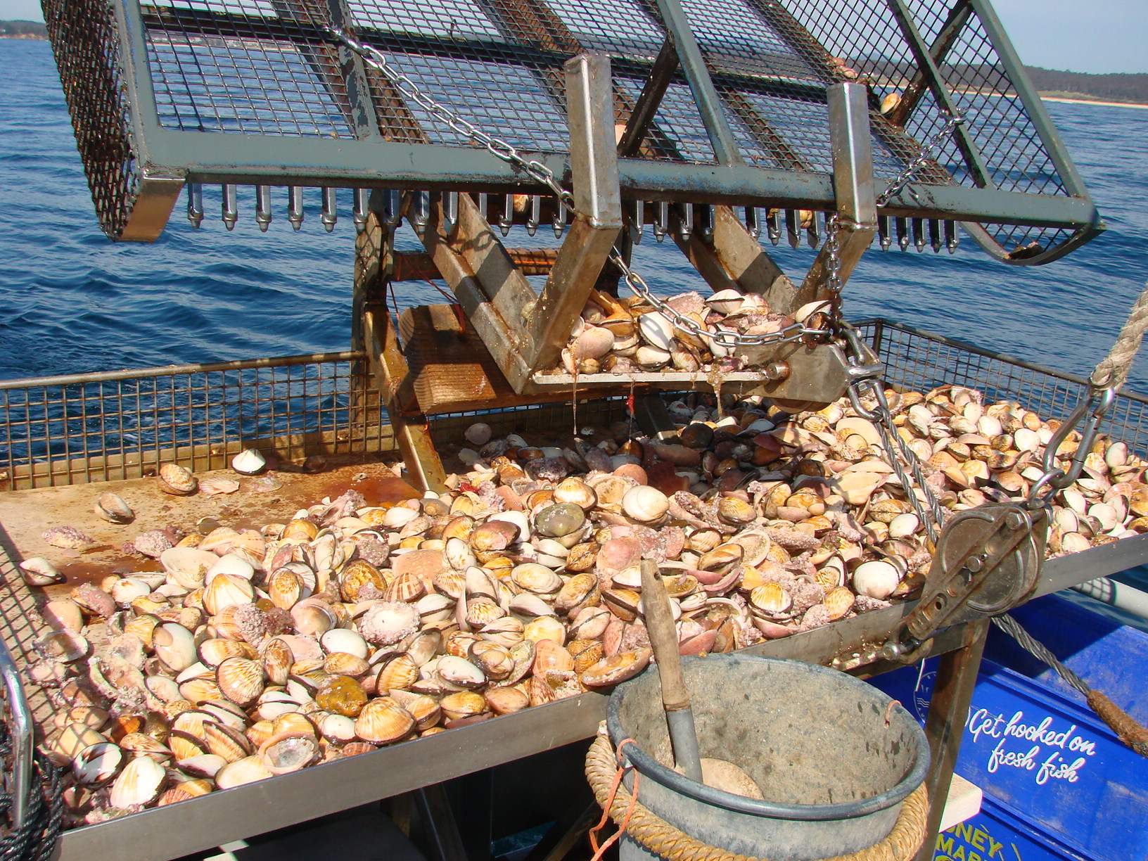 Tracking cockle shells behaviour with nail polish while harvesting them ...